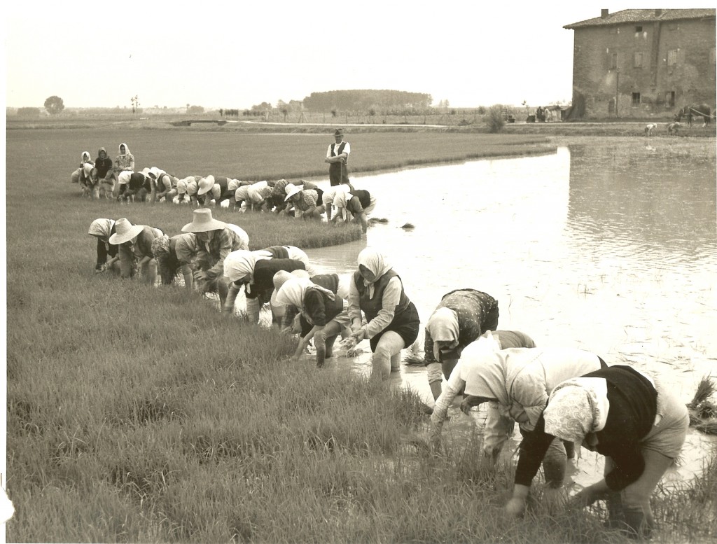 Agricultural Practices, Organized Workers and Female Empowerment ...